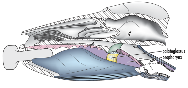 Origin of the Mammalian Fauces | Crompton Lab