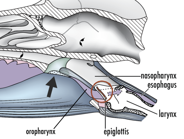 Origin of the Mammalian Fauces | Crompton Lab