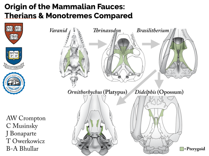 Origin of the Mammalian Fauces | Crompton Lab