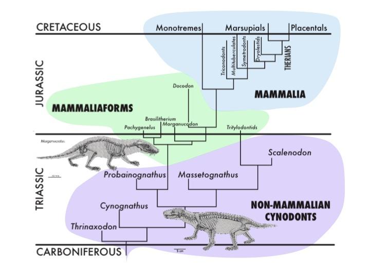 Evolution of the Mammalian Nose, Presentation | Crompton Lab